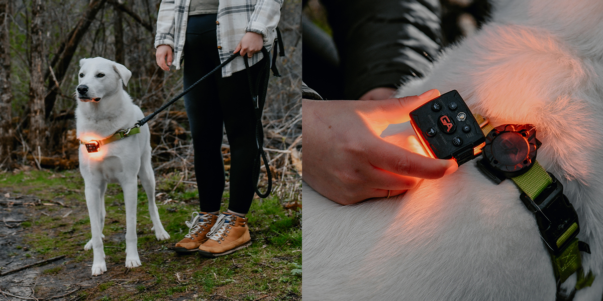 360° Dog Safety Light & Gear | Guardian Angel™