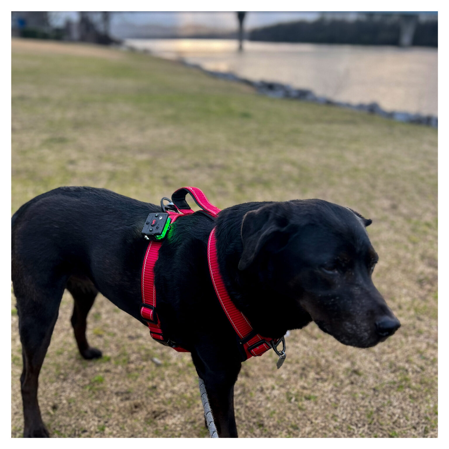 Snap-Lock Mount (Dog/K9 Safety) | Guardian Angel Devices